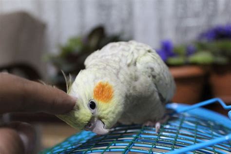 Image result for Cockatiel Behavior