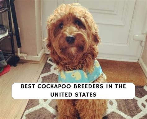 Image result for Cockapoo Breeders