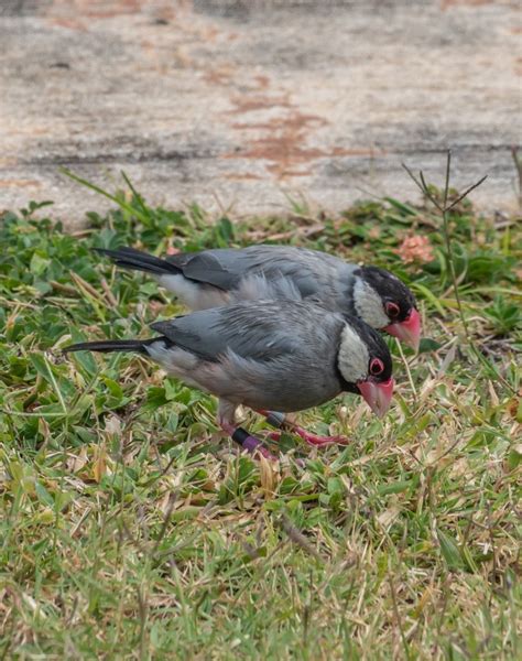 Image result for Java Sparrow Calls