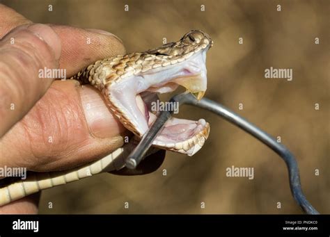 Image result for ASP Snake Fangs