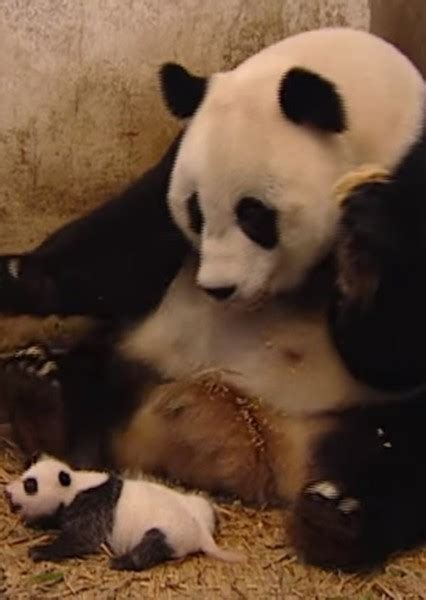 Image result for Sneezing Panda Exploding