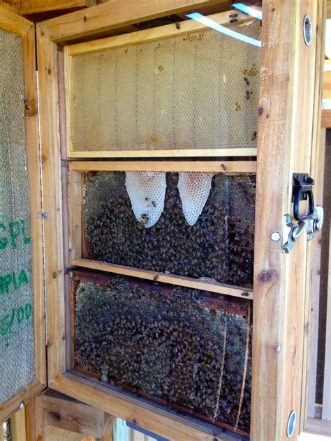 Image result for Hive Project Management Bee