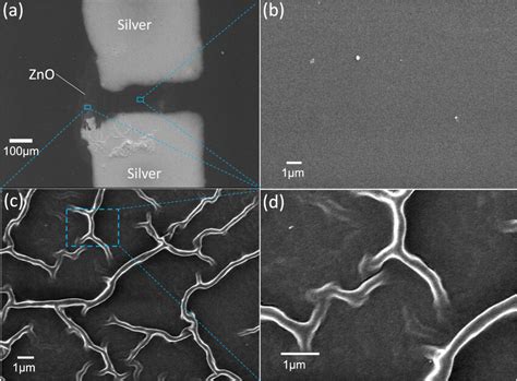 Image result for Magnification of Electron Microscope