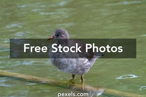 Image result for Commons Wikimedia.org