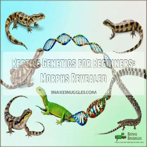Image result for Python Inherited Traits Reptile