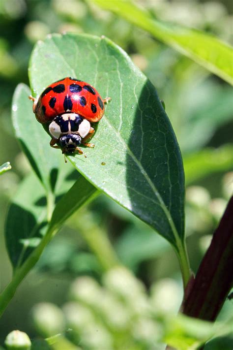 Image result for Lady Bug Bathing