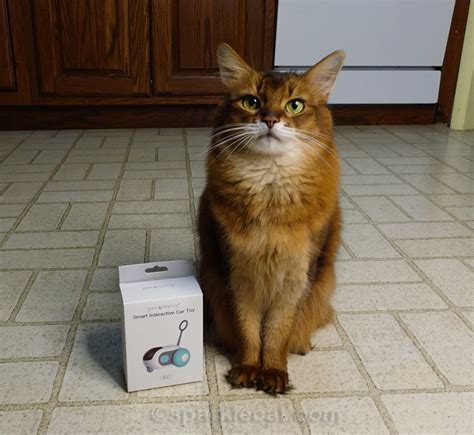 Image result for Remote Control Cat Sounds