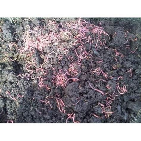 Image result for Humus Fertilizer