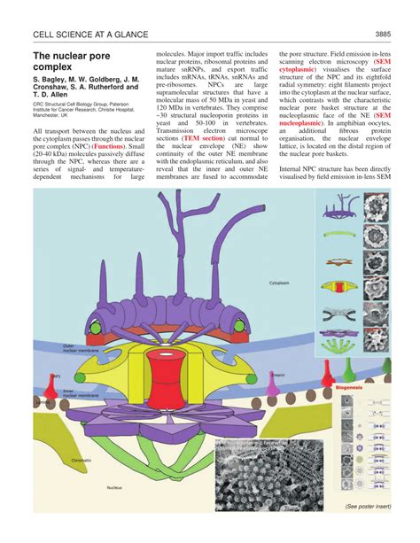 Image result for Function of Nuclear Pore Complex