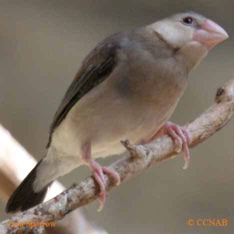 Image result for Java Sparrow Calls