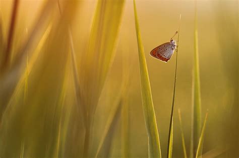 Chrome Os Wallpapers - Wallpaper Cave