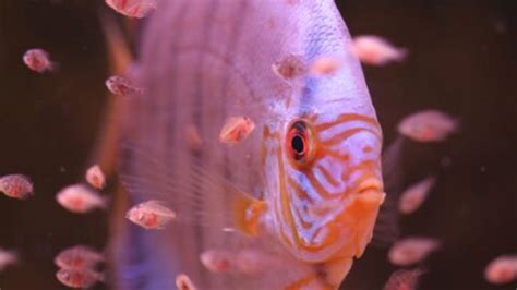 Discus Fish Breeding Guide - Avid Aquarist
