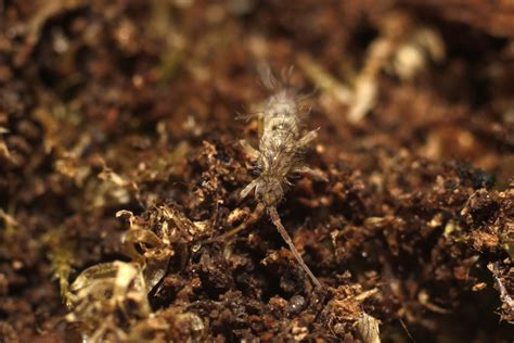 Image result for Springtail Size