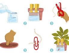 Image result for Step by Step Science Project