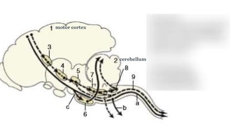 Image result for Pyramidal Tract Extrapyramidal