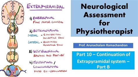 Image result for Extrapyramidal Structures