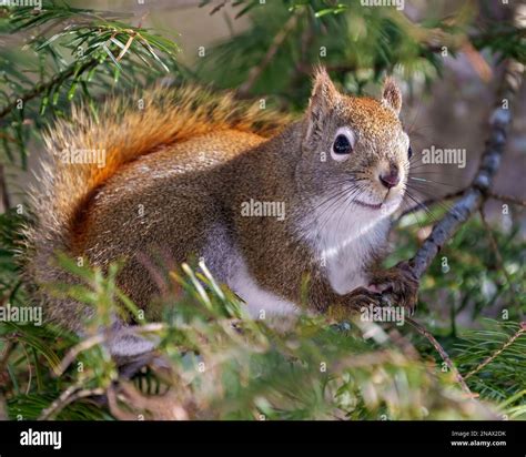 Image result for Tree Squirrel Habitat