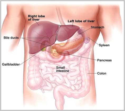 Human Liver Location Anatomy Image | Anatomy System - Human Body ...