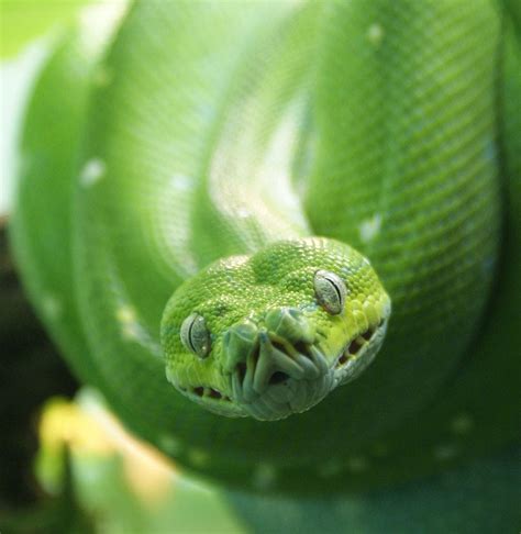 Image result for Docile Green Tree Python