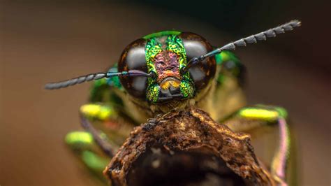 Image result for All Types of Insects
