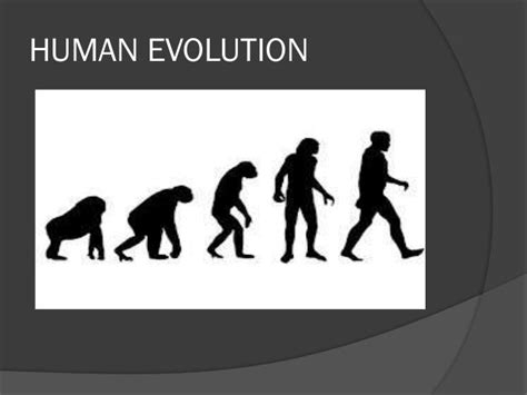 Image result for Human Evolution Grade 12 Life Science