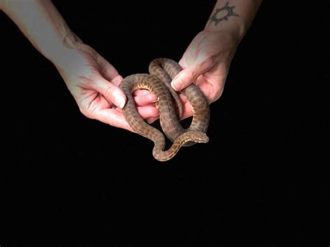 Image result for Stimson's Python