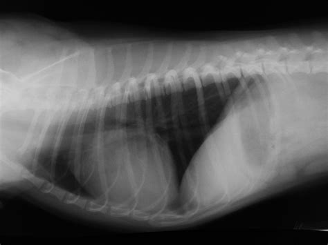 Image result for Delayed Bubble Study