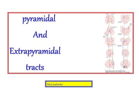 Image result for Extrapyramidal System Pathway