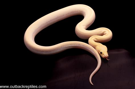 Image result for Male Burmese Python