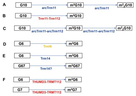 Image result for RNA Modification