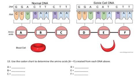 Image result for Amino Acid Codon Chart Tutorial