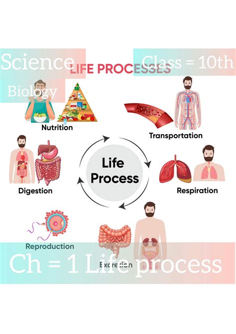 Image result for Class 10th Chapter 1 Life Process