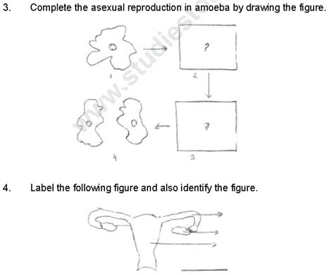 Image result for Reproduction in Animals Science Class 8 Worksheet