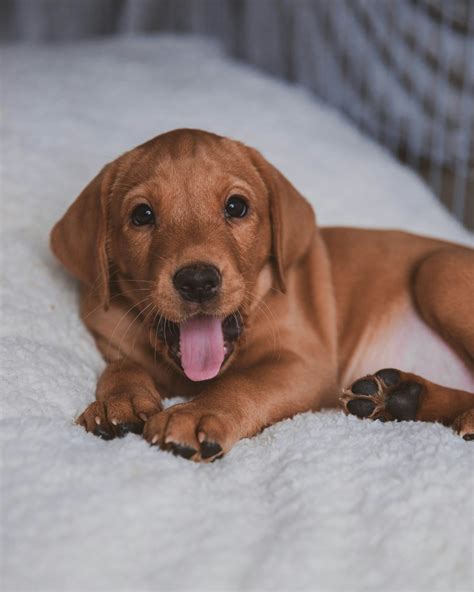 Image result for Fox Red Lab Pups