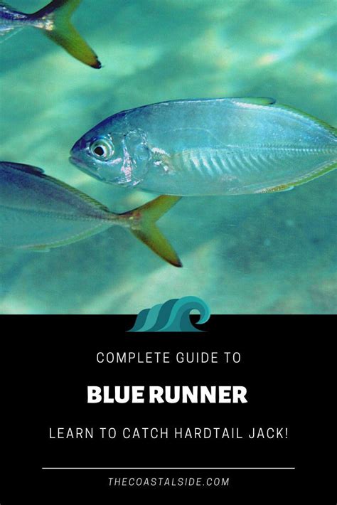 Image result for How to Catch Blue Runner Fish