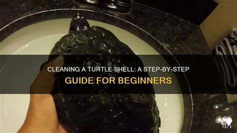 Image result for How to Clean a Dead Turtle Shell Out