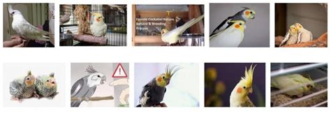 Image result for Cockatiel Behavior