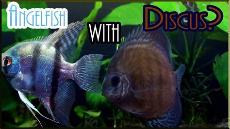 Image result for Discus vs Angelfish