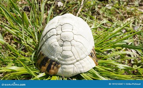 Image result for How to Clean a Dead Turtle Shell Out