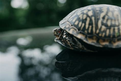 Image result for Turtle in Shell