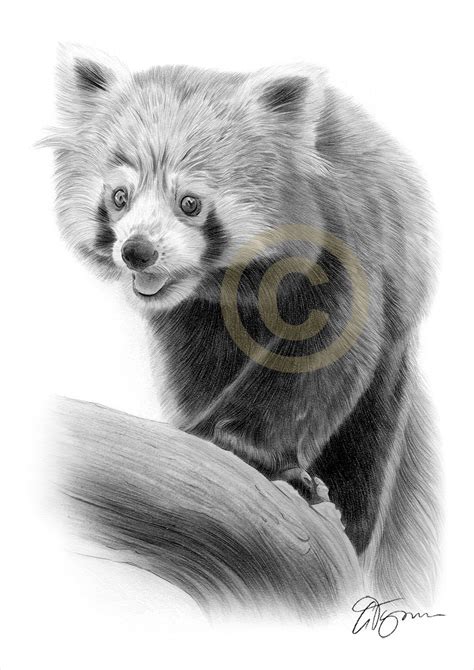 Red Panda Sketch at PaintingValley.com | Explore collection of Red ...