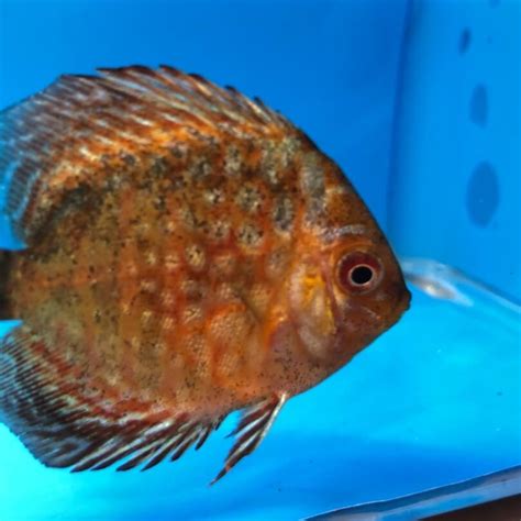 Image result for Checkerboard Discus