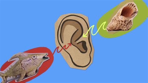 Image result for How Does String Instruments Make Sound