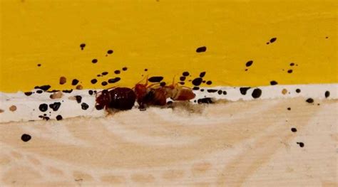 8 Early Signs of Bed Bugs | Thousand Oaks Pest Control