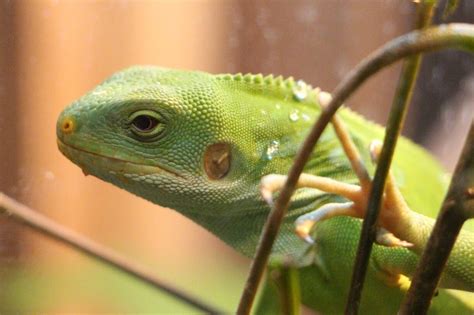 Lizard in your House: 5 Spiritual Meanings