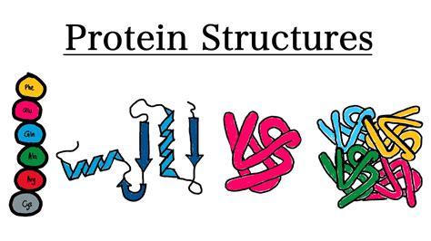 Image result for Primary Protein Structure Example