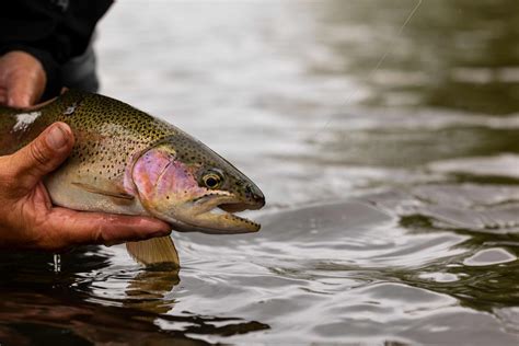 Image result for Fall Nymph Patterns