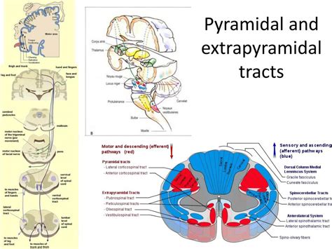 Image result for Pyramidal Tract Extrapyramidal