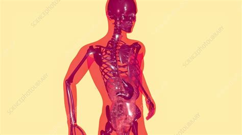 Image result for Alien Stomach Animation