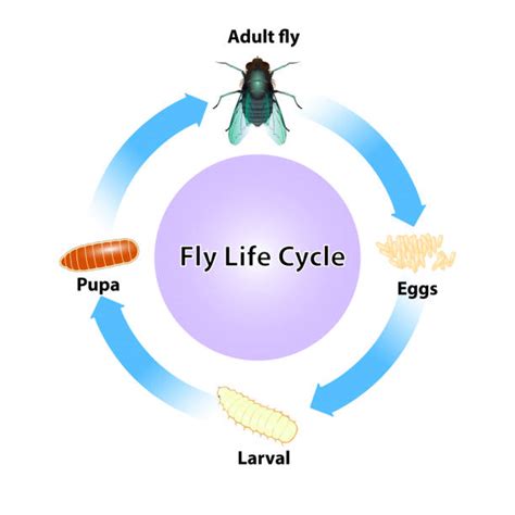 Image result for Fly Life Cycle